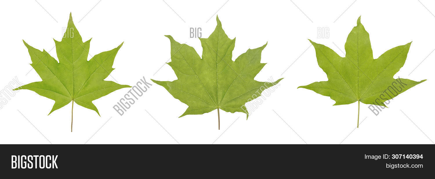 Green Leaf Acer Image & Photo (Free Trial) | Bigstock