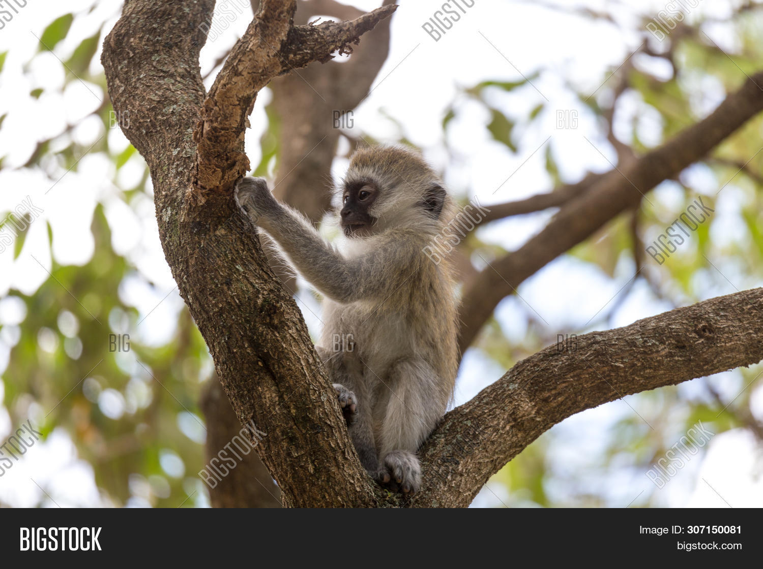 One Little Monkey Image & Photo (Free Trial) | Bigstock