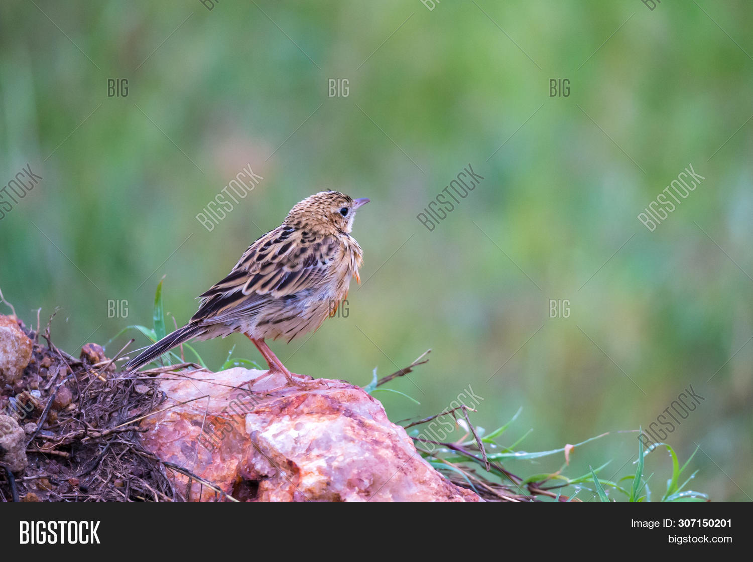 Local Kenyan Birds Image & Photo (Free Trial) | Bigstock