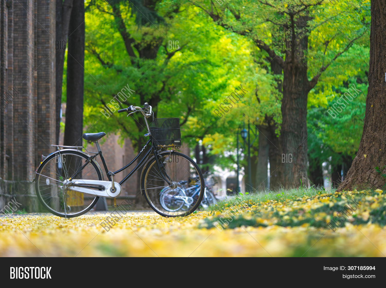 Bicycle Parked Park, Image & Photo (Free Trial) | Bigstock