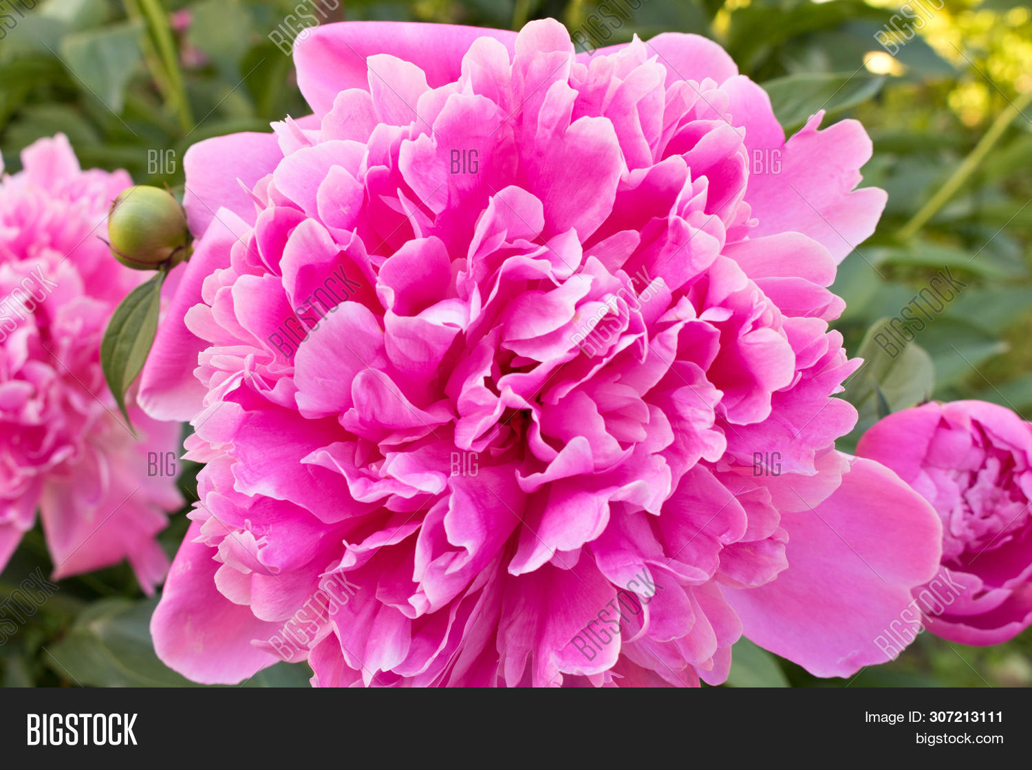 Bud Peony. Open Peony Image & Photo (Free Trial) | Bigstock