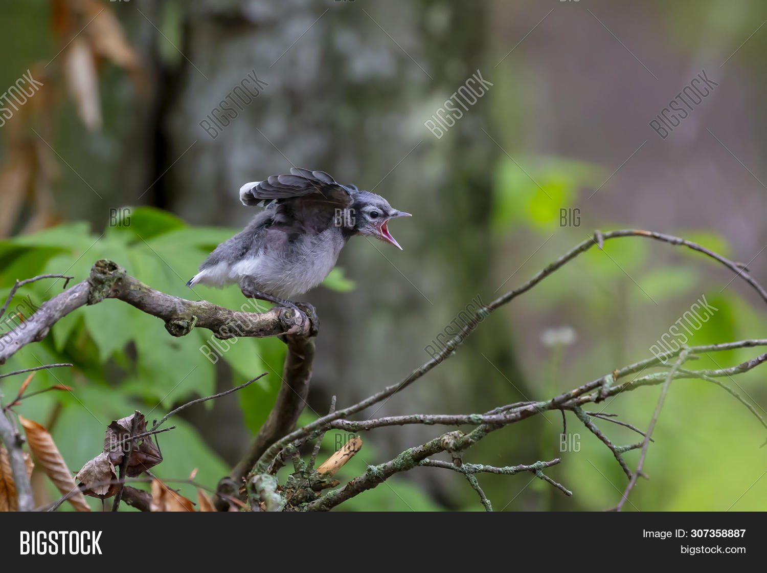 Young Blue Jay ( Image & Photo (Free Trial) | Bigstock