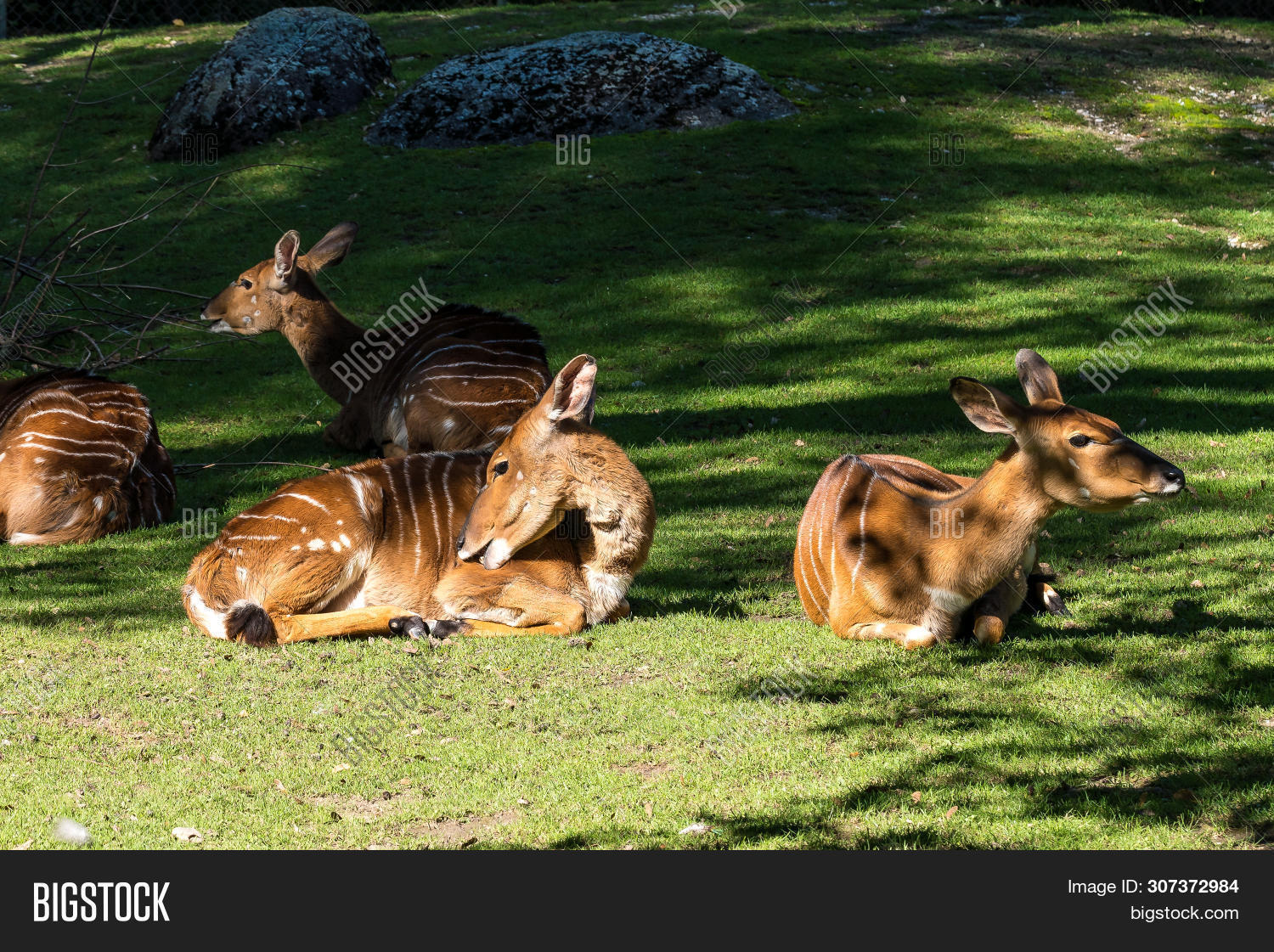 Indian Blackbuck, Image & Photo (Free Trial) | Bigstock