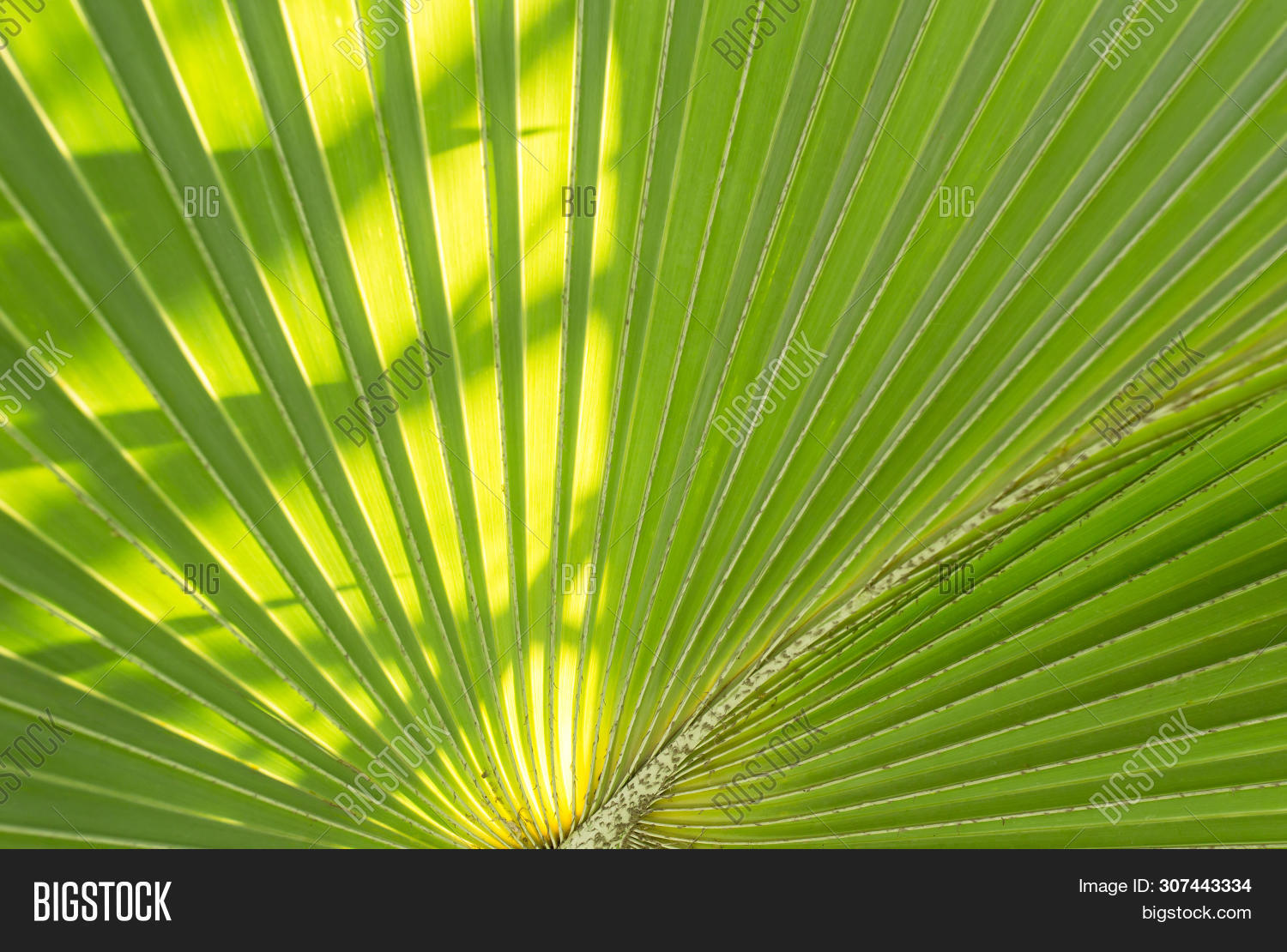 Palm Leaves Texture Image & Photo (Free Trial) | Bigstock