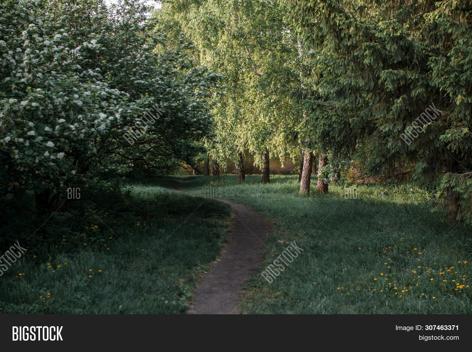 Path Summer Forest Image & Photo (Free Trial) | Bigstock