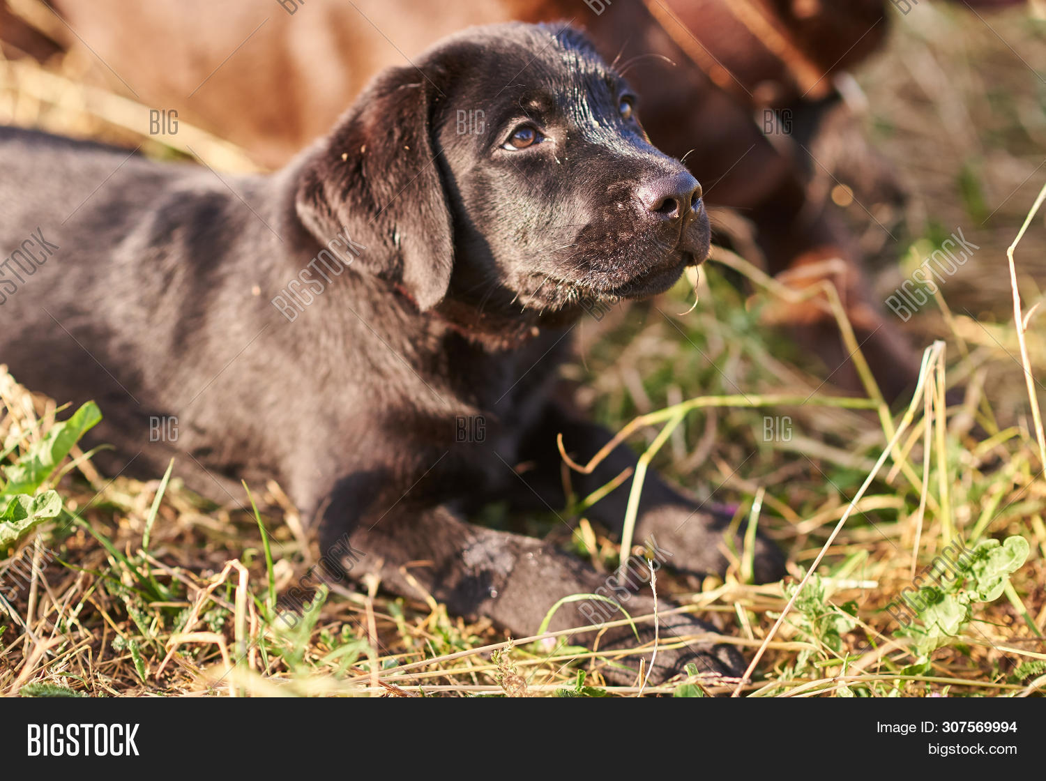 Portrait Cute Labrador Image & Photo (Free Trial) | Bigstock