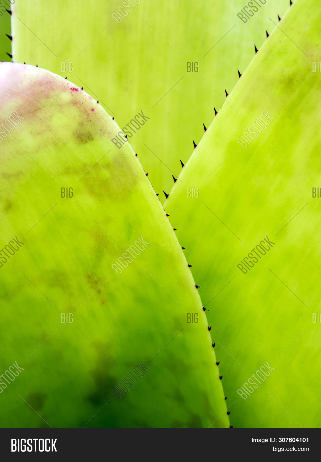 Detail Texture Thorns Image & Photo (Free Trial) | Bigstock