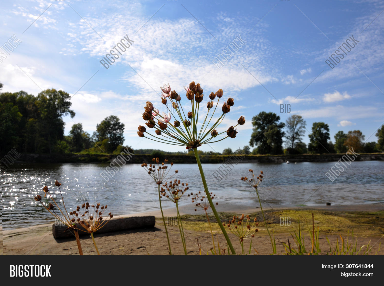 Wide Blue River Slow Image & Photo (Free Trial) | Bigstock