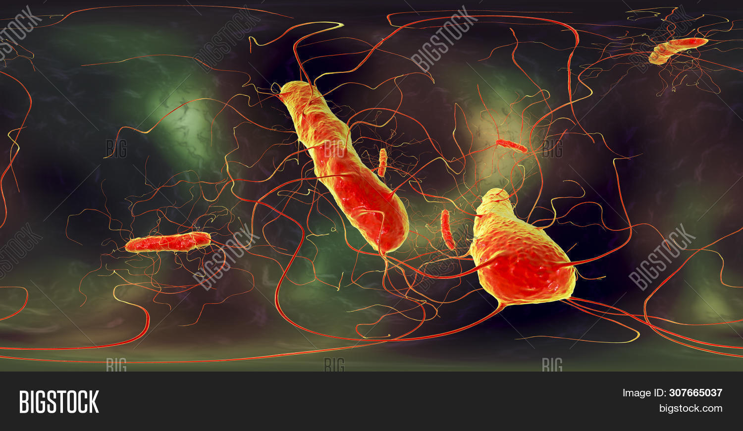 Clostridium Difficile Image & Photo (Free Trial) | Bigstock