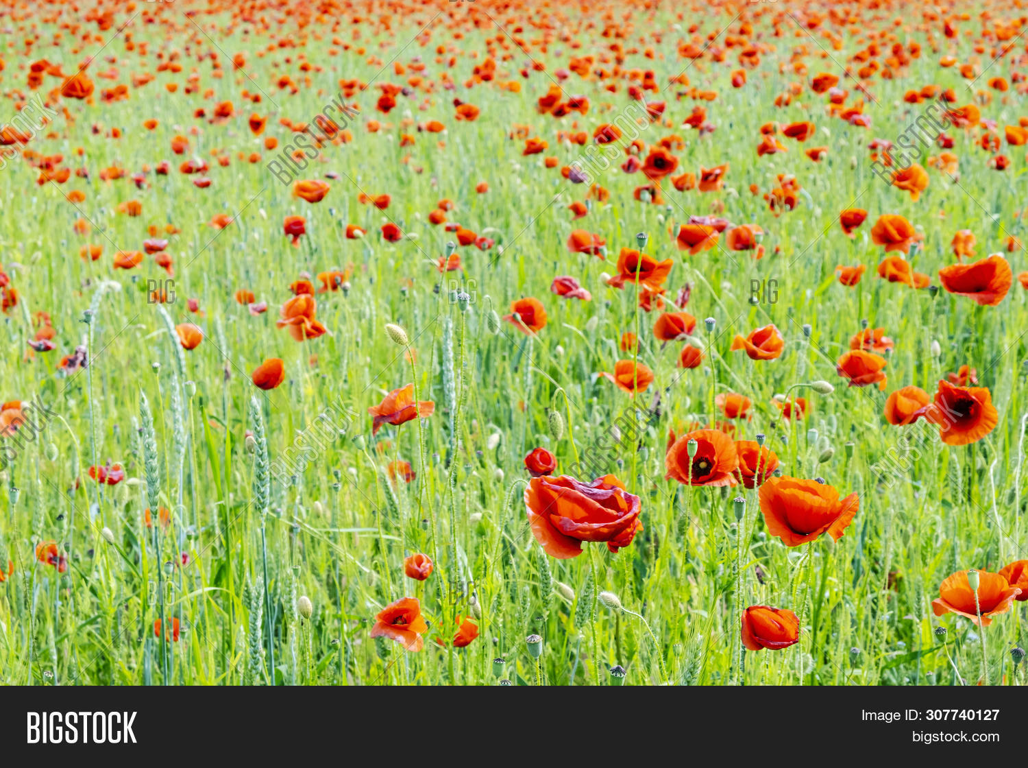 Field Common Poppy - Image & Photo (Free Trial) | Bigstock