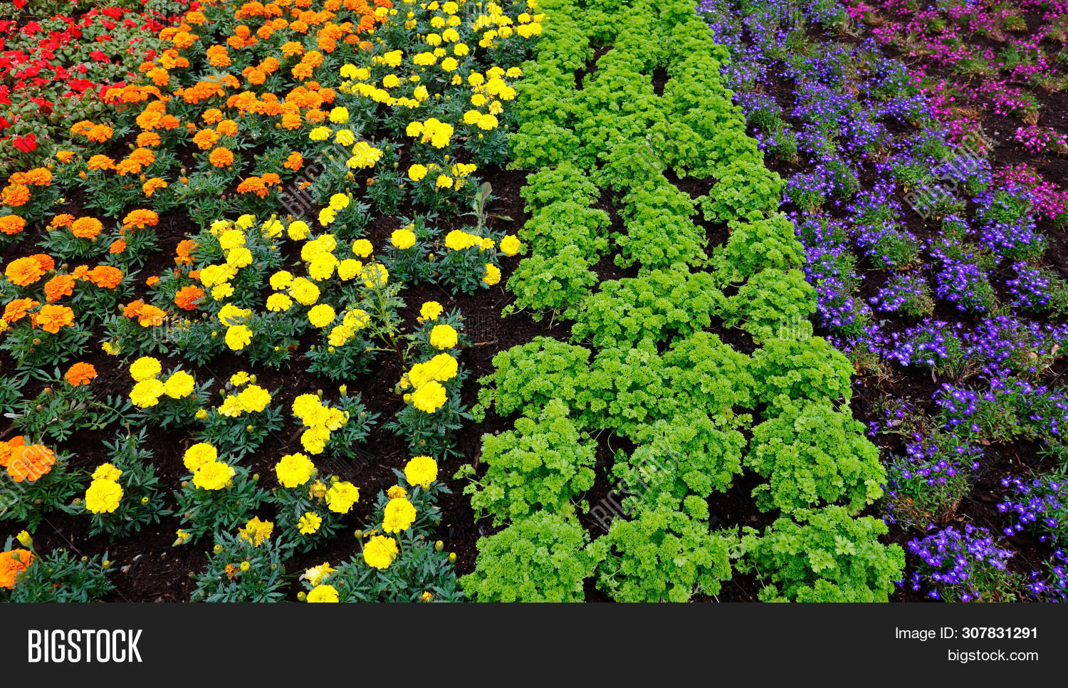 Planted Plants Colors Image & Photo (Free Trial) | Bigstock