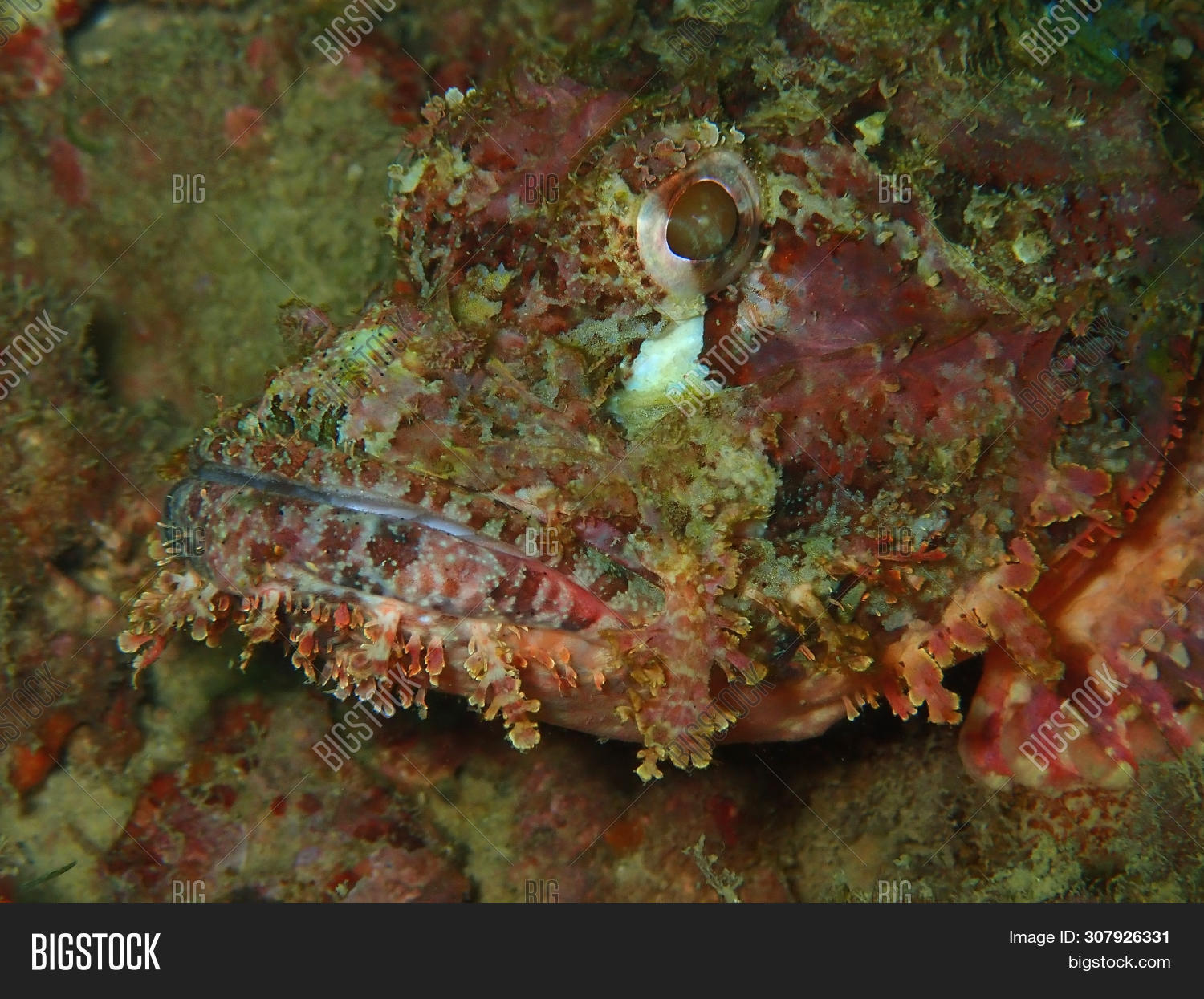 Reef Scorpionfish Image & Photo (Free Trial) | Bigstock