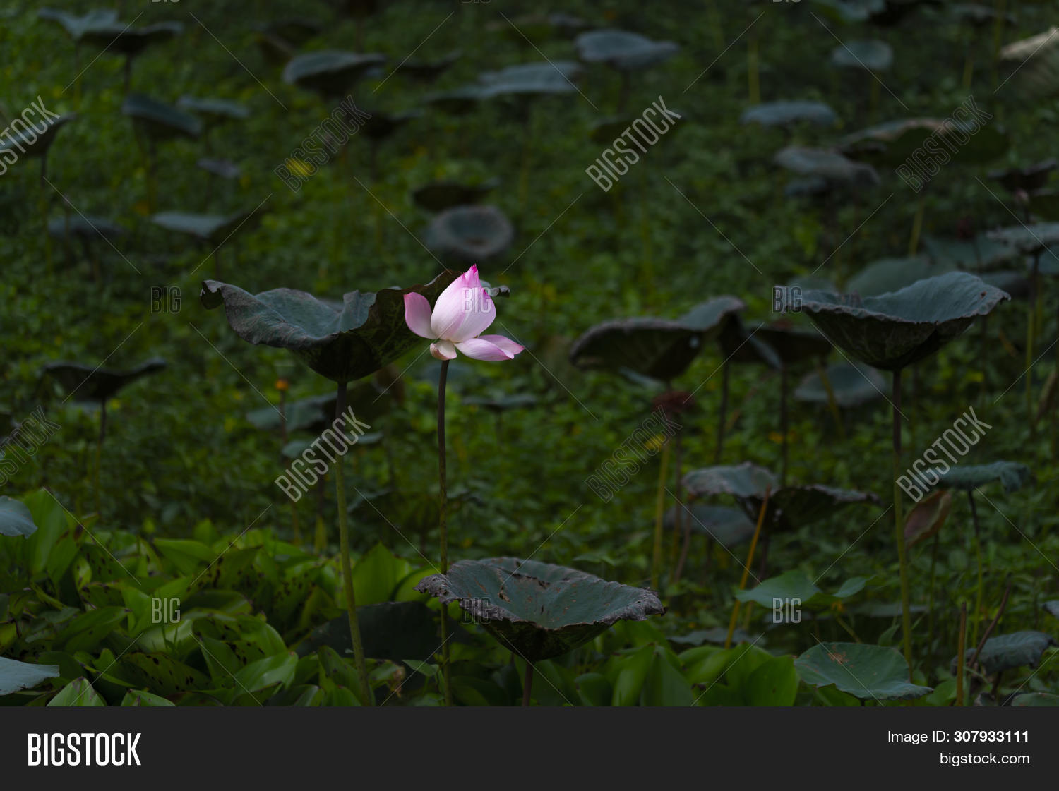Lotus Flowers Floating Image & Photo (Free Trial) | Bigstock