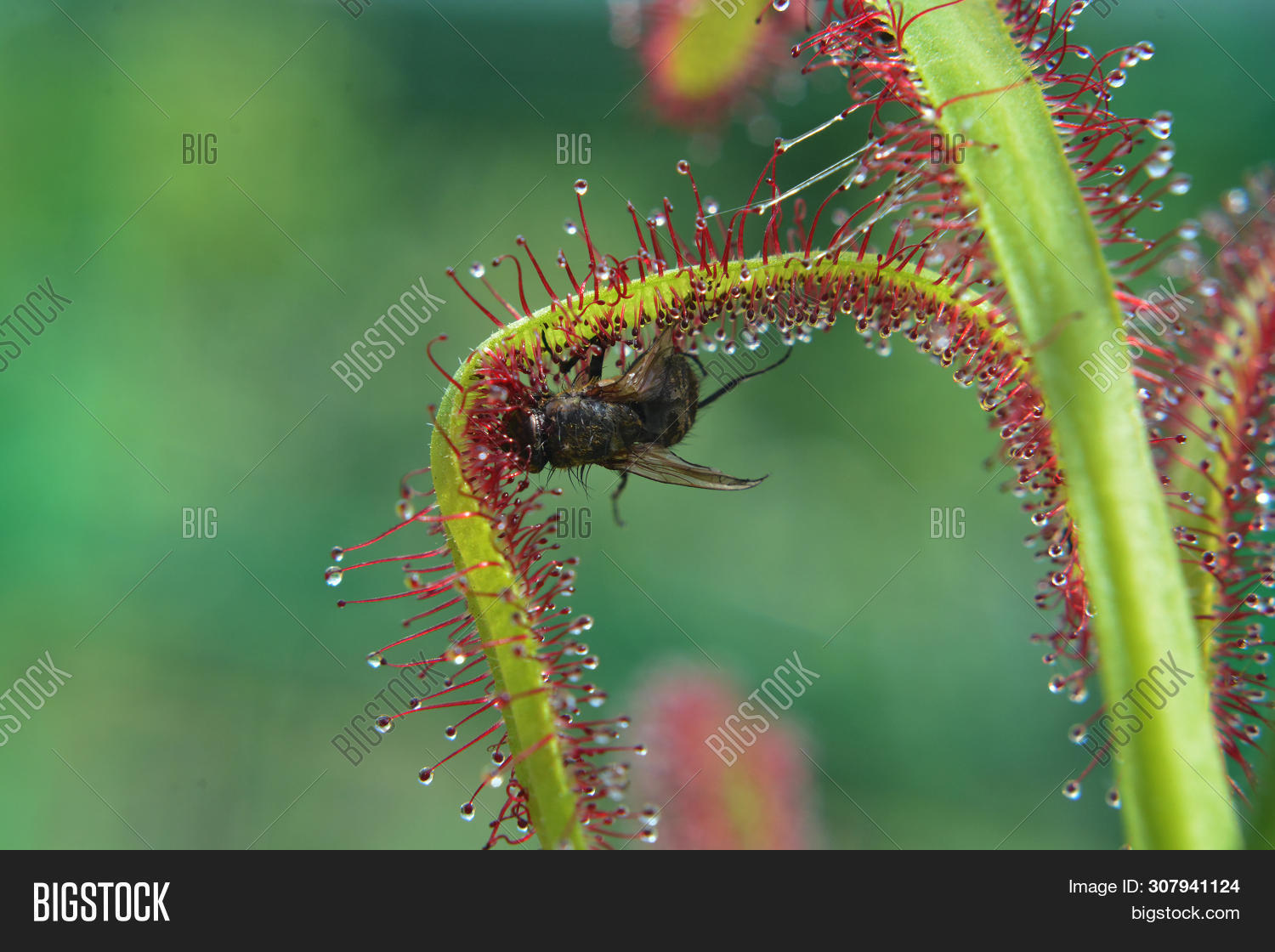 Filecarnivorous Plant Time Lapse Drosera Capensis