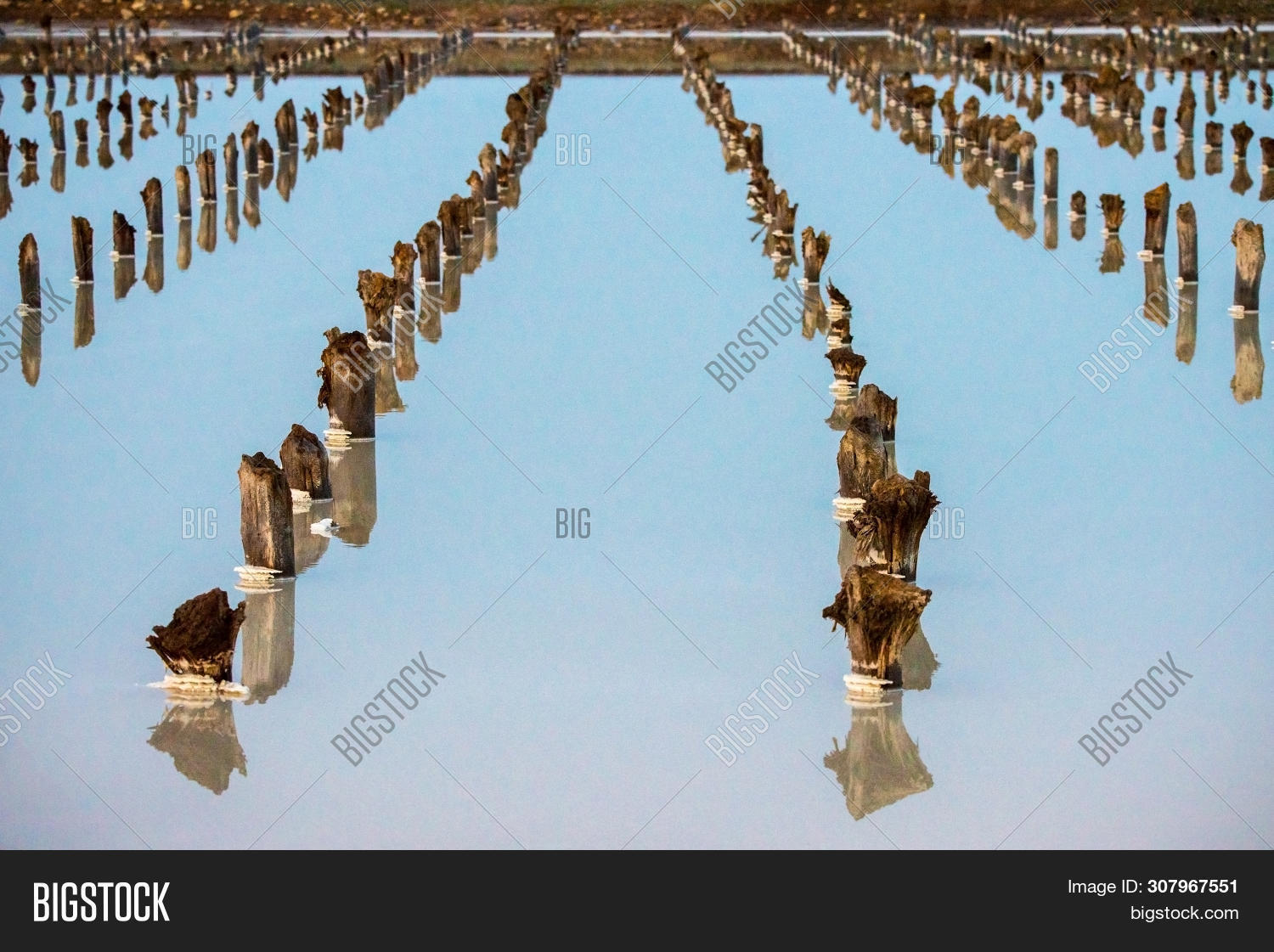 Salt On Wooden Log Image & Photo (Free Trial) | Bigstock