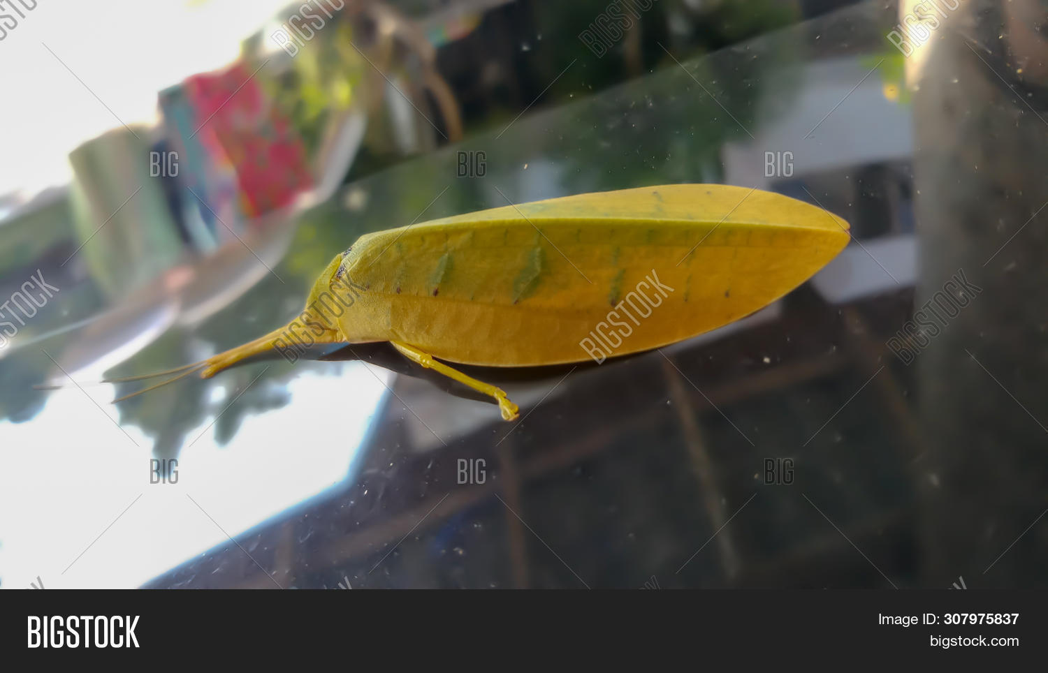 Yellow Leaf Insects Image & Photo (Free Trial) | Bigstock