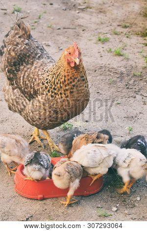 Mother Chicken Baby Image & Photo (Free Trial) | Bigstock
