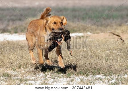 Golden Retriever Image & Photo (Free Trial) | Bigstock
