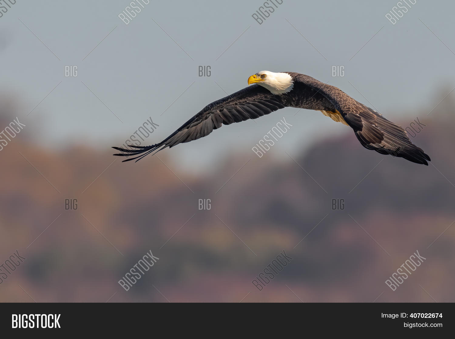 Bald Eagle Flying Over Image & Photo (Free Trial) | Bigstock