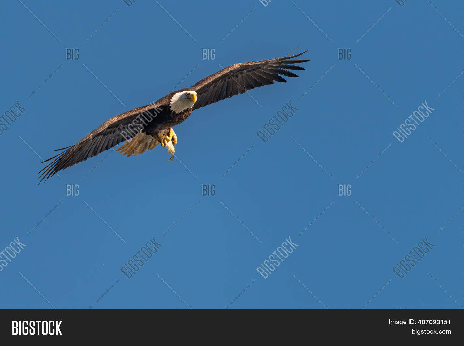 Bald Eagle Fish Talons Image & Photo (Free Trial) | Bigstock