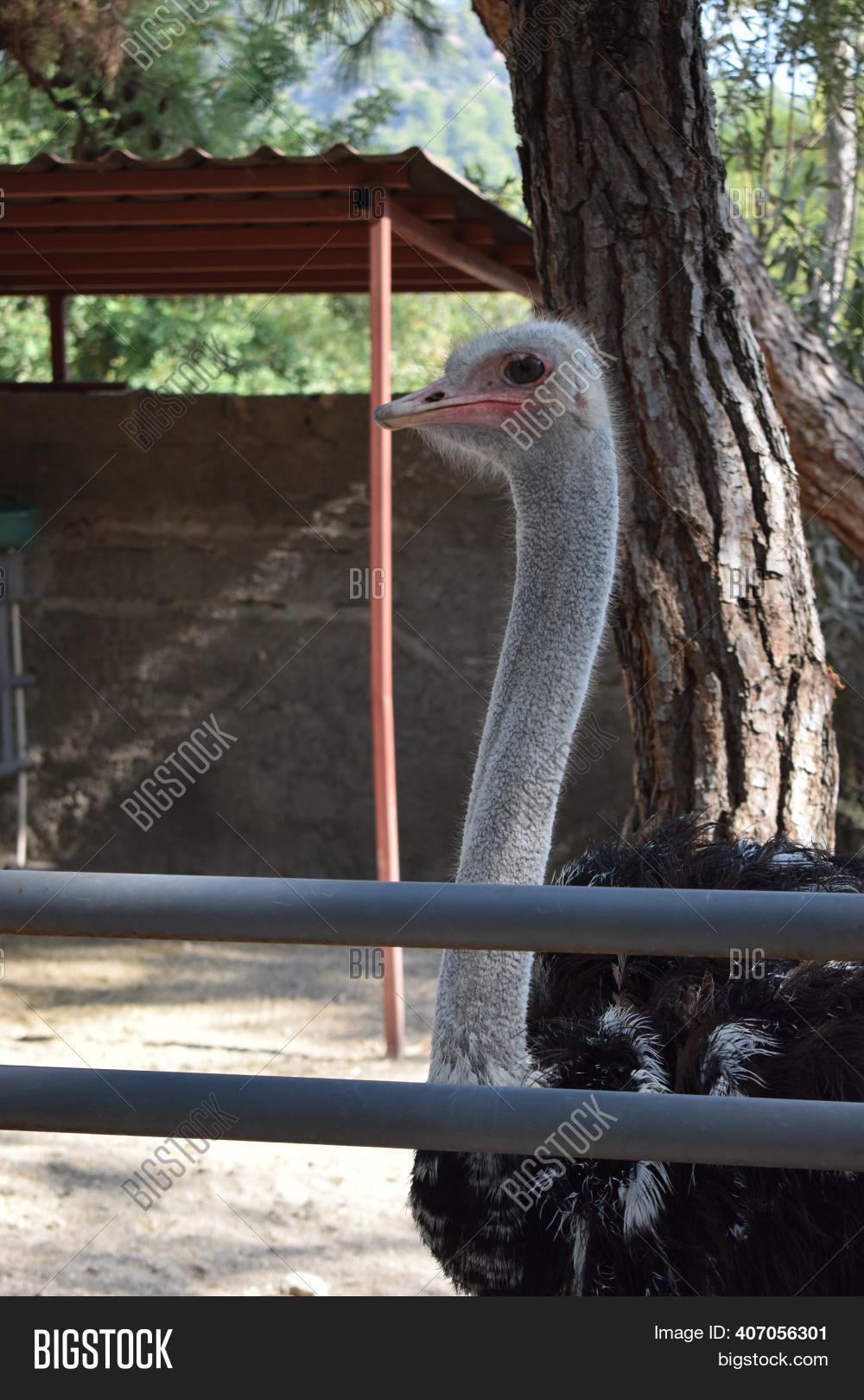 Head Big Ostrich Cage Image & Photo (Free Trial) | Bigstock