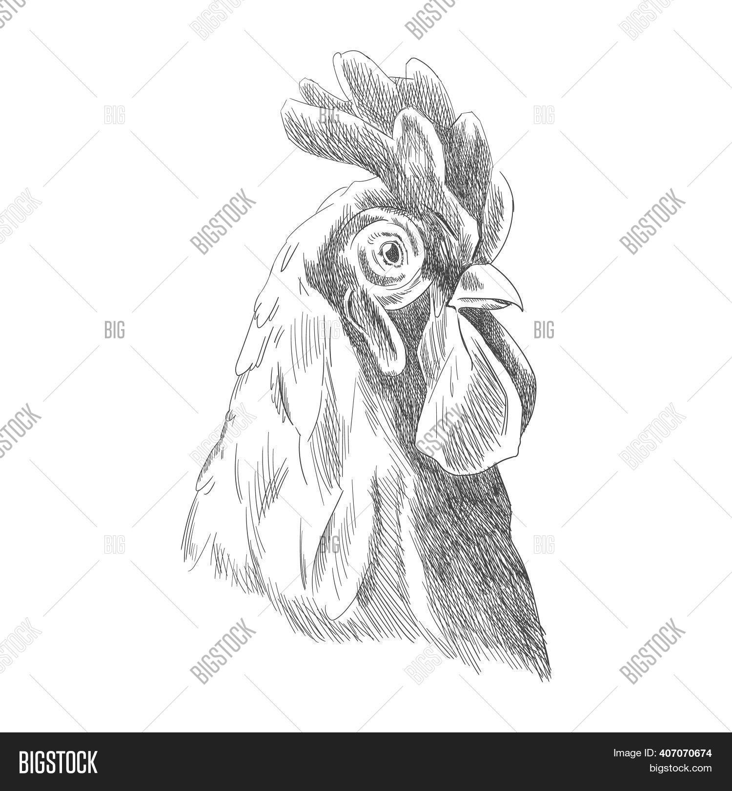 Hand Drawn Animal. Image & Photo (Free Trial) | Bigstock