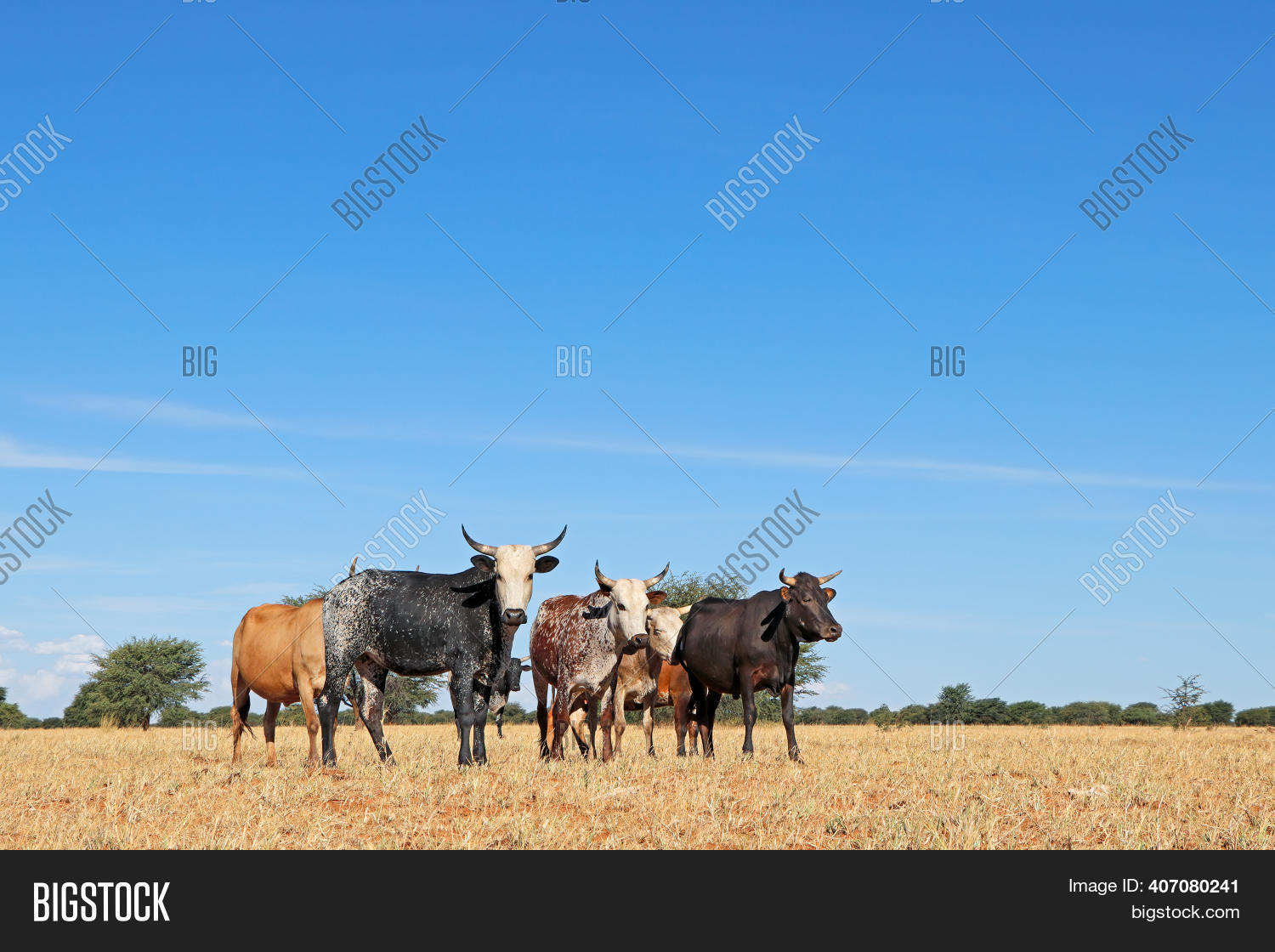 Free-range Nguni Image & Photo (Free Trial) | Bigstock