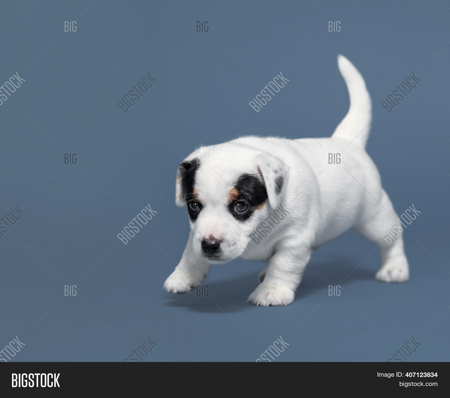 Little Puppy On Blue Image & Photo (Free Trial) | Bigstock