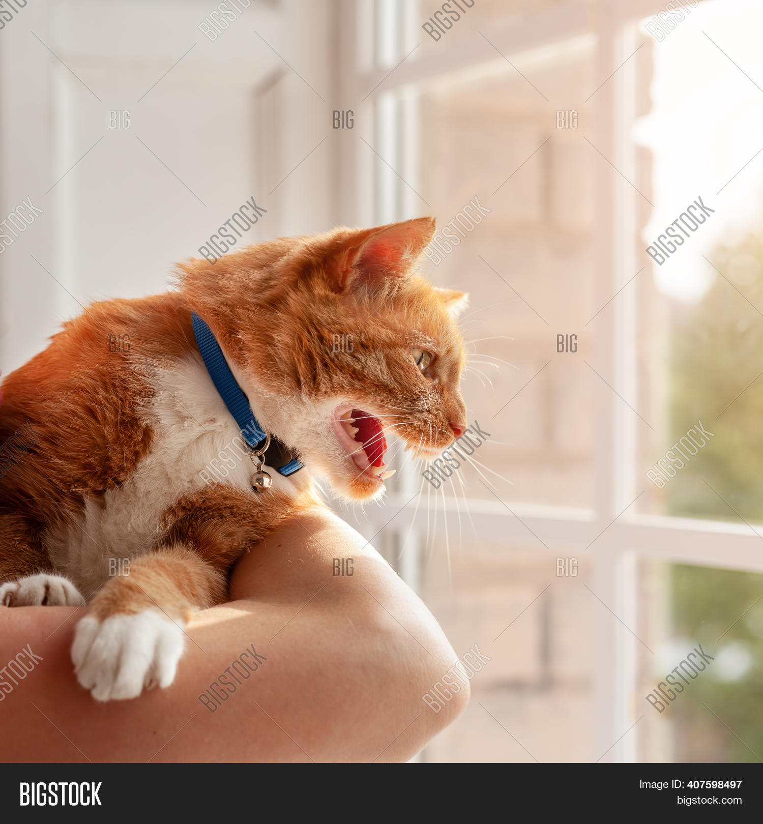 Young Angry Red Tabby Image & Photo (Free Trial) | Bigstock