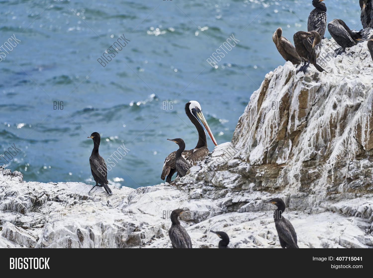 Bird Colony Paracas Image & Photo (Free Trial) | Bigstock