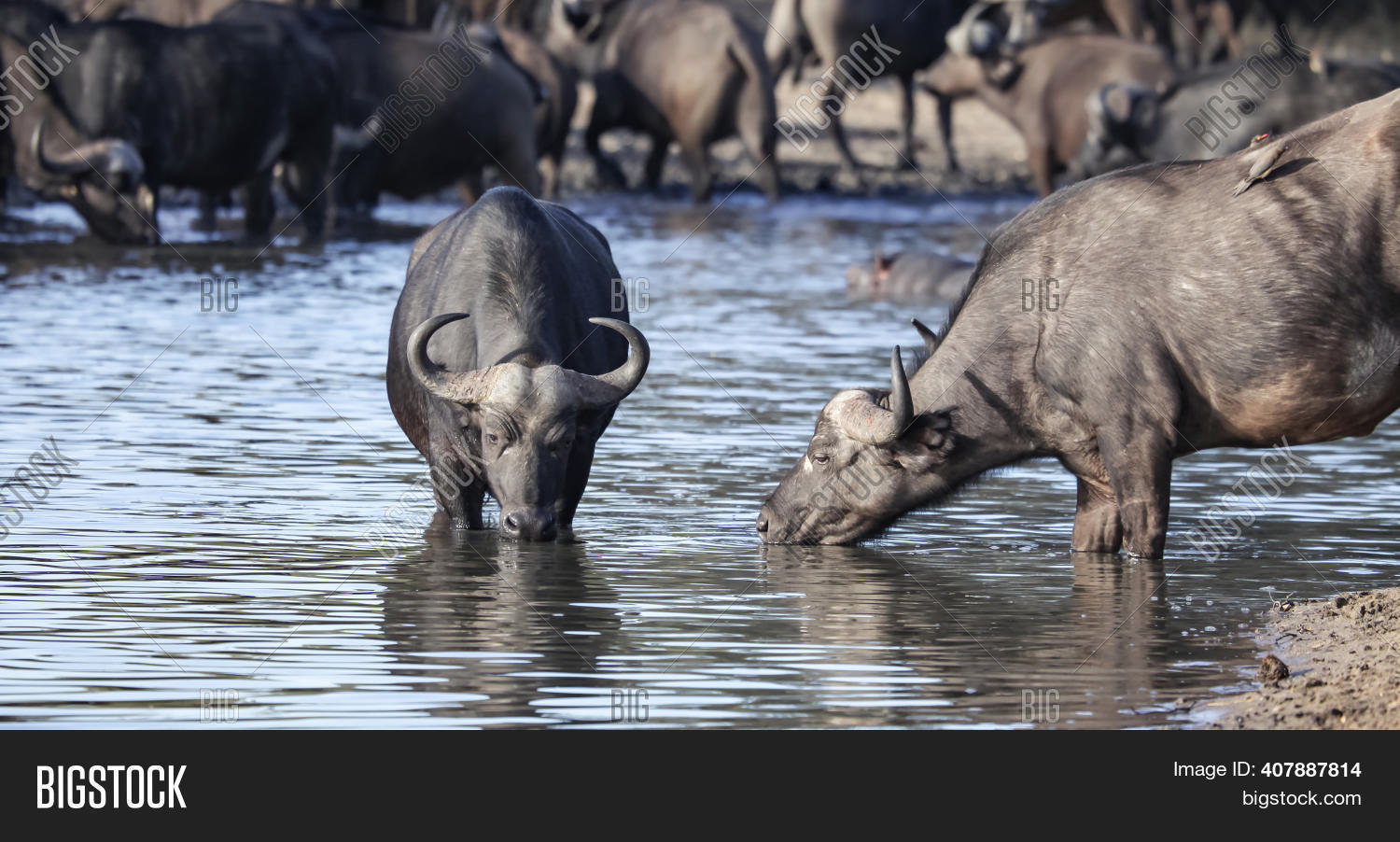 Wild African Buffaloes Image & Photo (Free Trial) | Bigstock