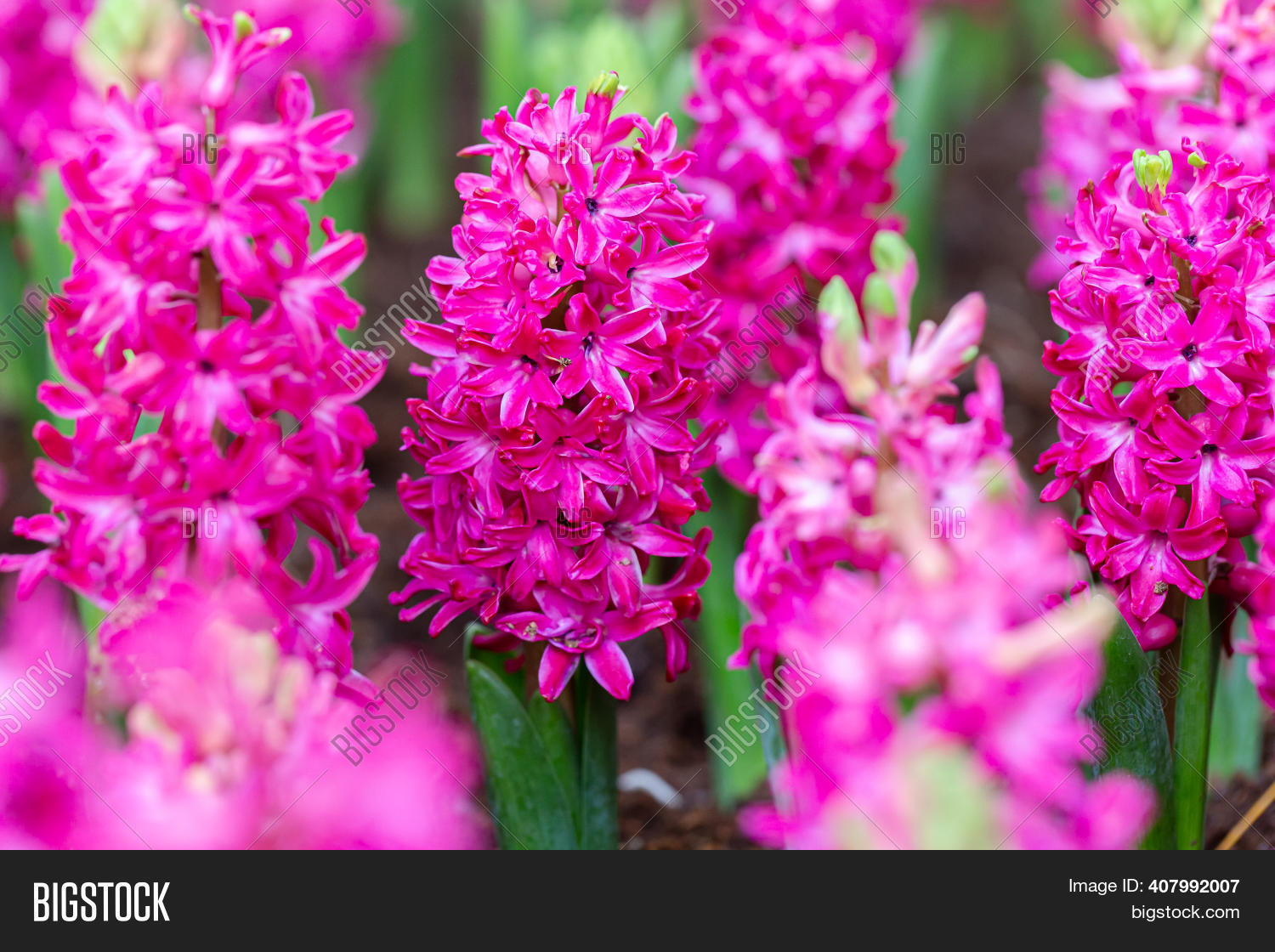 Hyacinth Flower. Image & Photo (Free Trial) | Bigstock