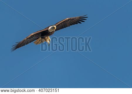 Bald Eagle Fish Talons Image & Photo (Free Trial) | Bigstock