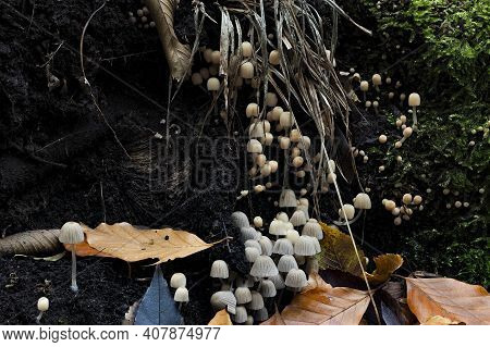 Fairy Inkcap ( Image & Photo (Free Trial) | Bigstock
