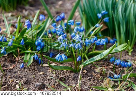 Blue Scilla Flowers ( Image & Photo (Free Trial) | Bigstock