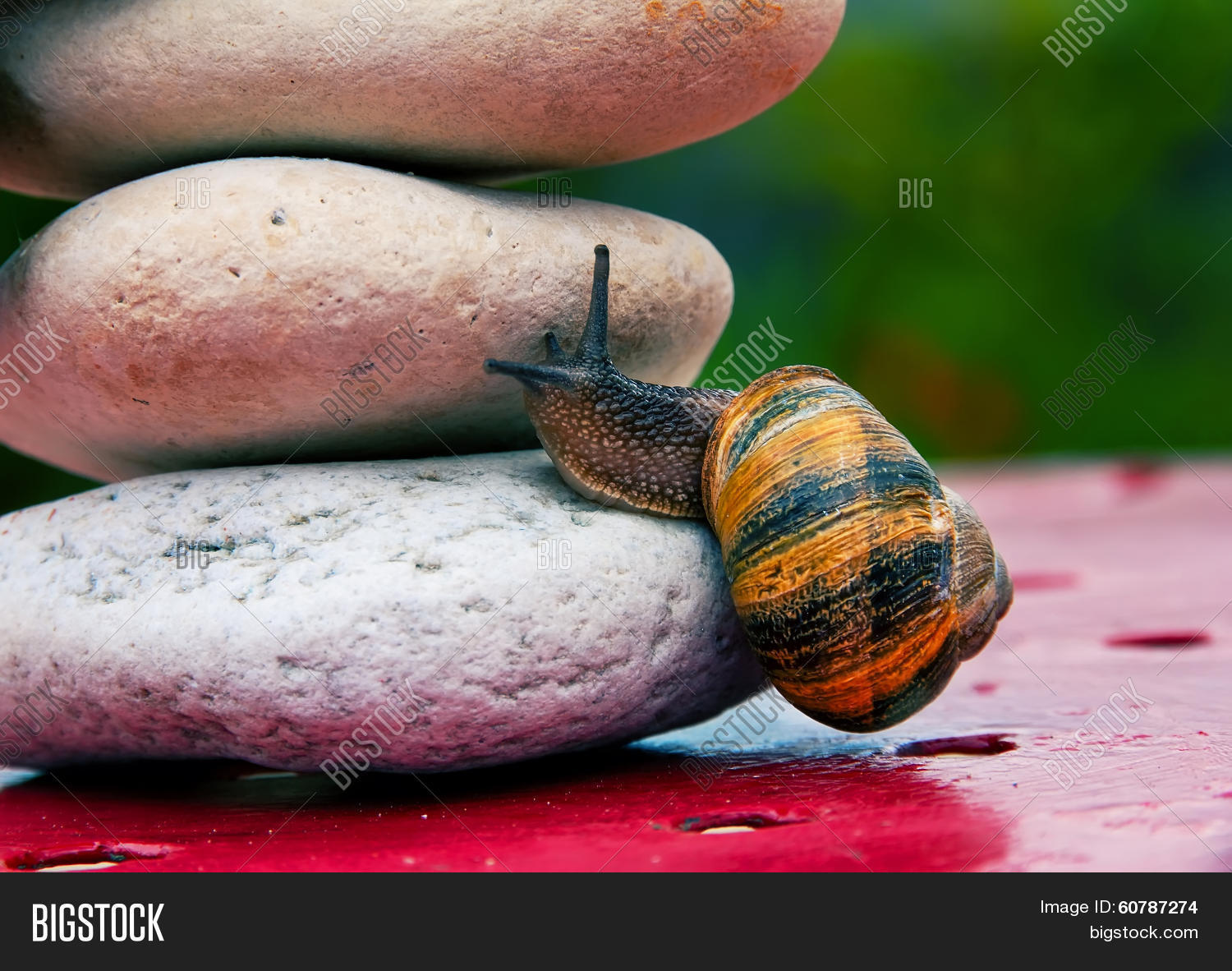 Snail Crossing Rock Image & Photo (Free Trial) | Bigstock