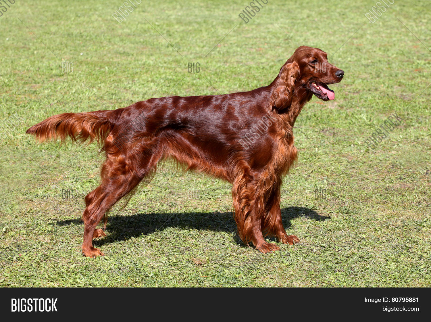 Irish Setter On Green Image & Photo (Free Trial) | Bigstock