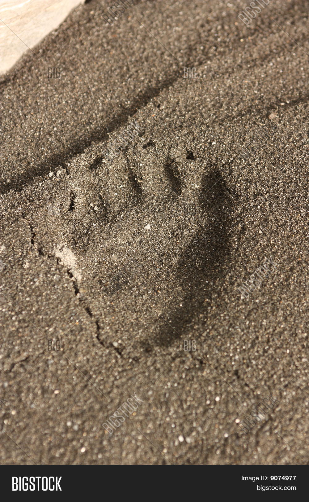 Bear Cub Footprint Image & Photo (Free Trial) | Bigstock