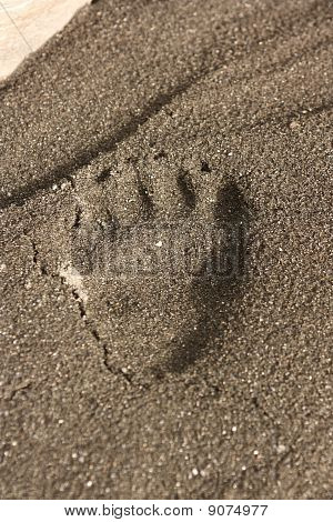 Bear Cub Footprint Image & Photo (Free Trial) | Bigstock
