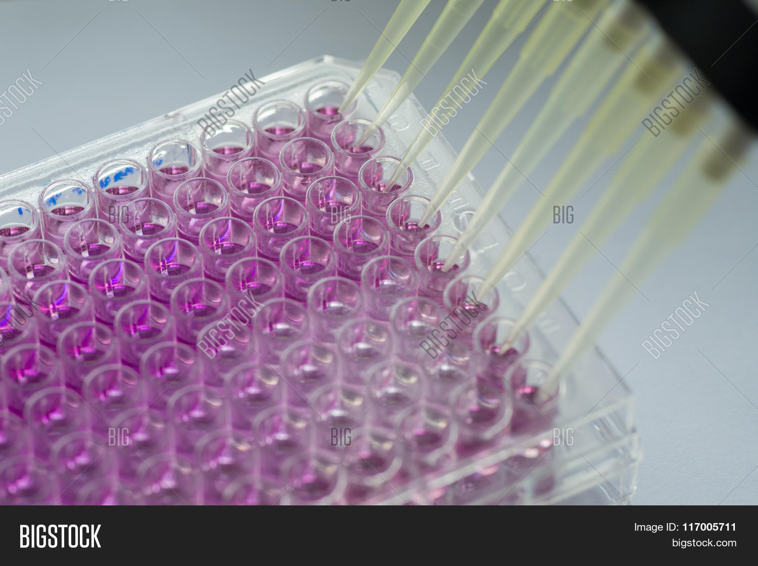 96 Well Plate Image & Photo (Free Trial) | Bigstock