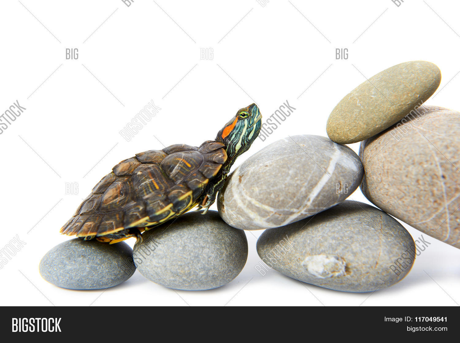 Turtle Climbing Steps Image & Photo (Free Trial) | Bigstock