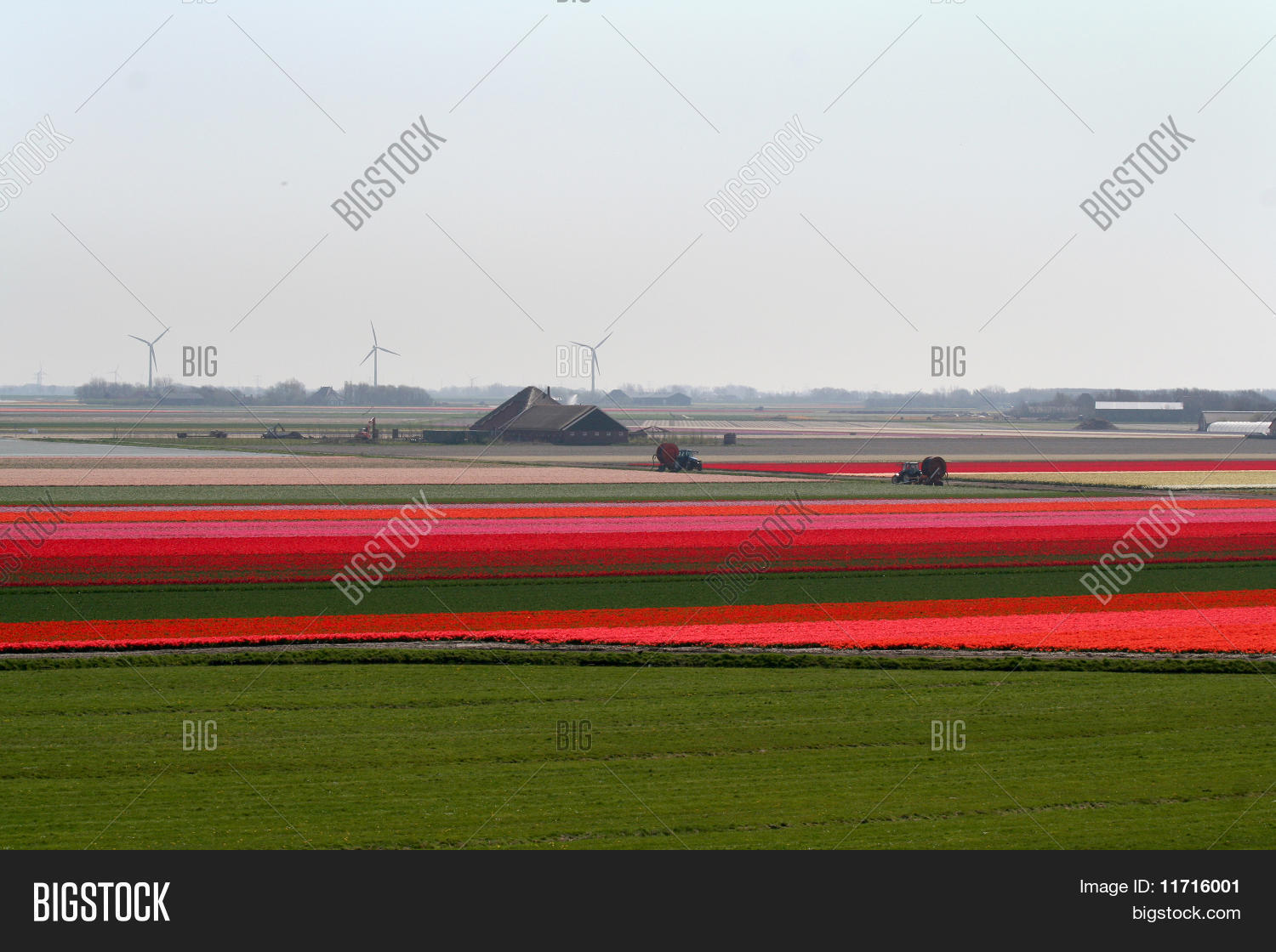 Bulb Fields Holland Image & Photo (Free Trial) | Bigstock