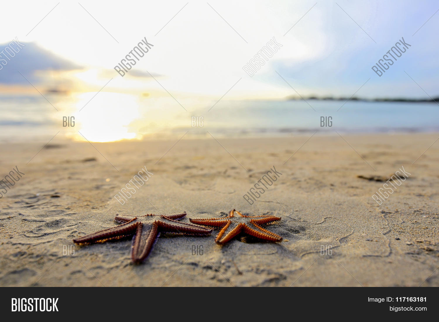 Two Starfish On Beach Image & Photo (Free Trial) | Bigstock