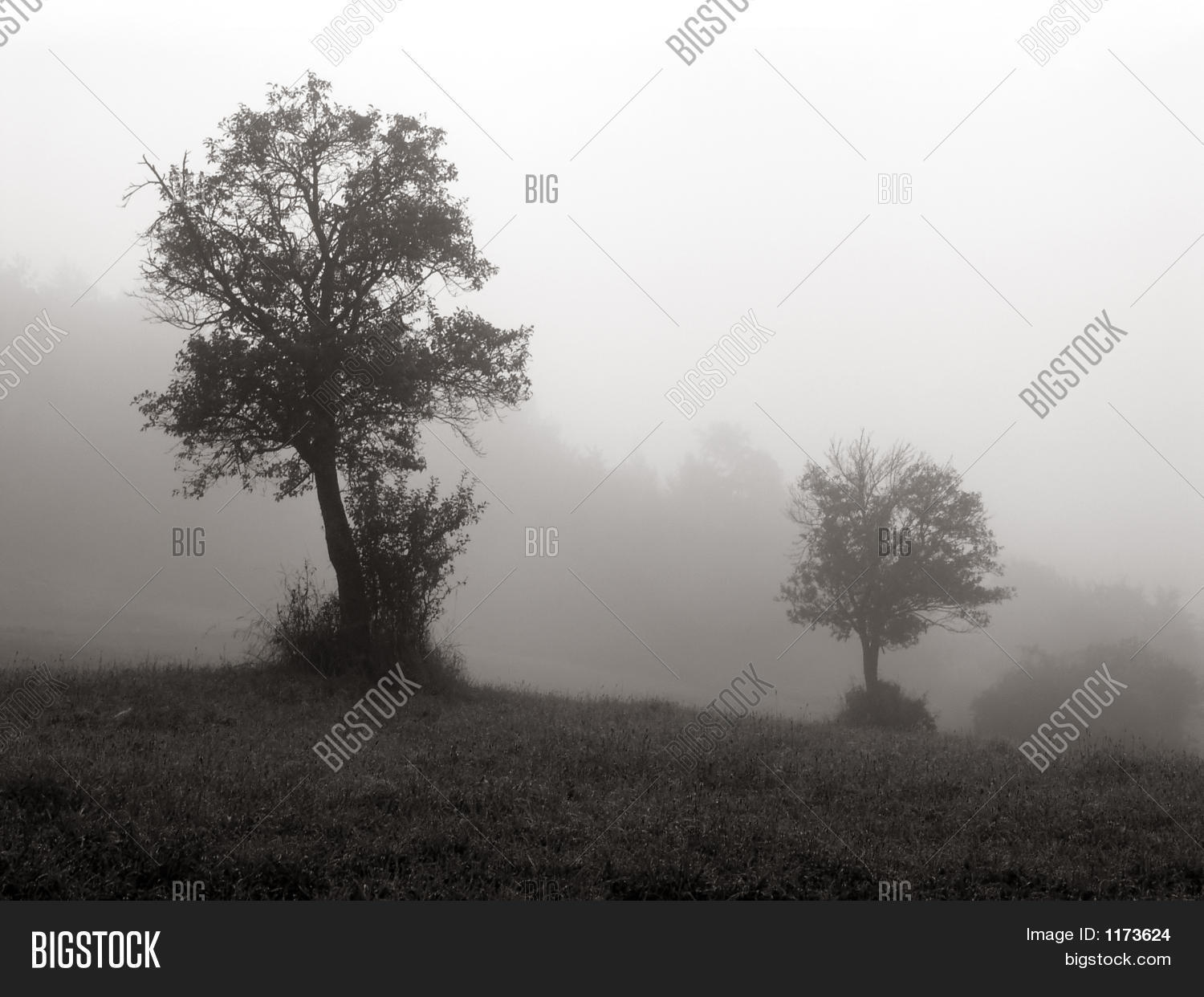 Trees Mist Image & Photo (Free Trial) | Bigstock