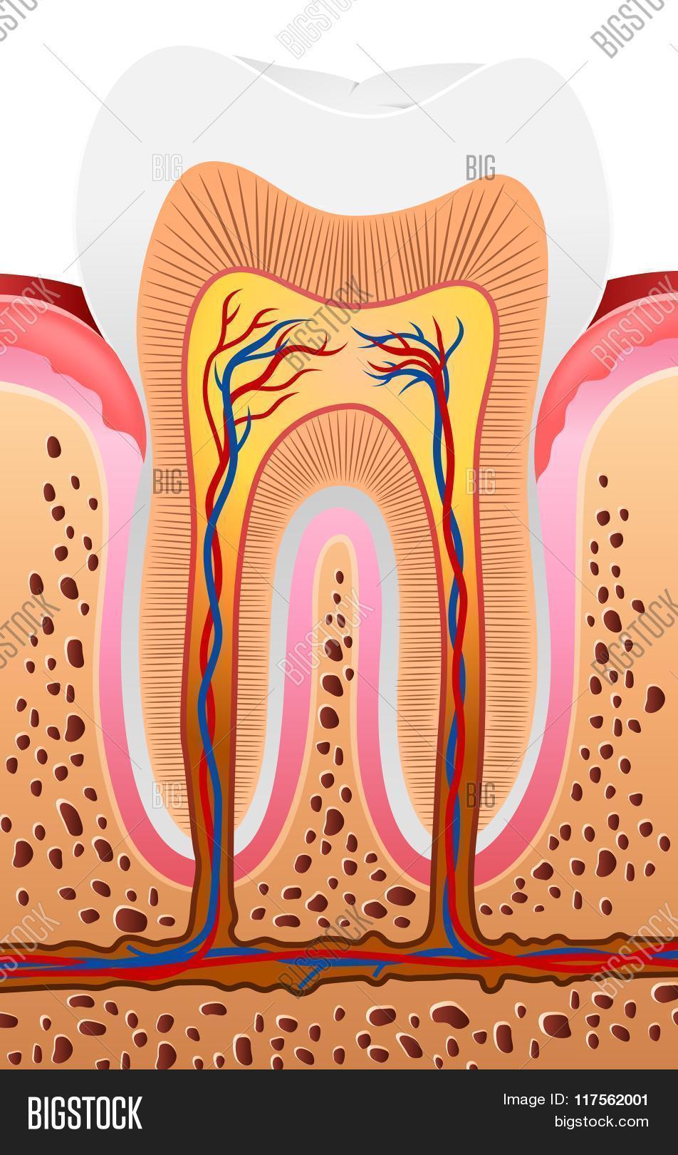 Human Tooth Structure Vector & Photo (Free Trial) | Bigstock