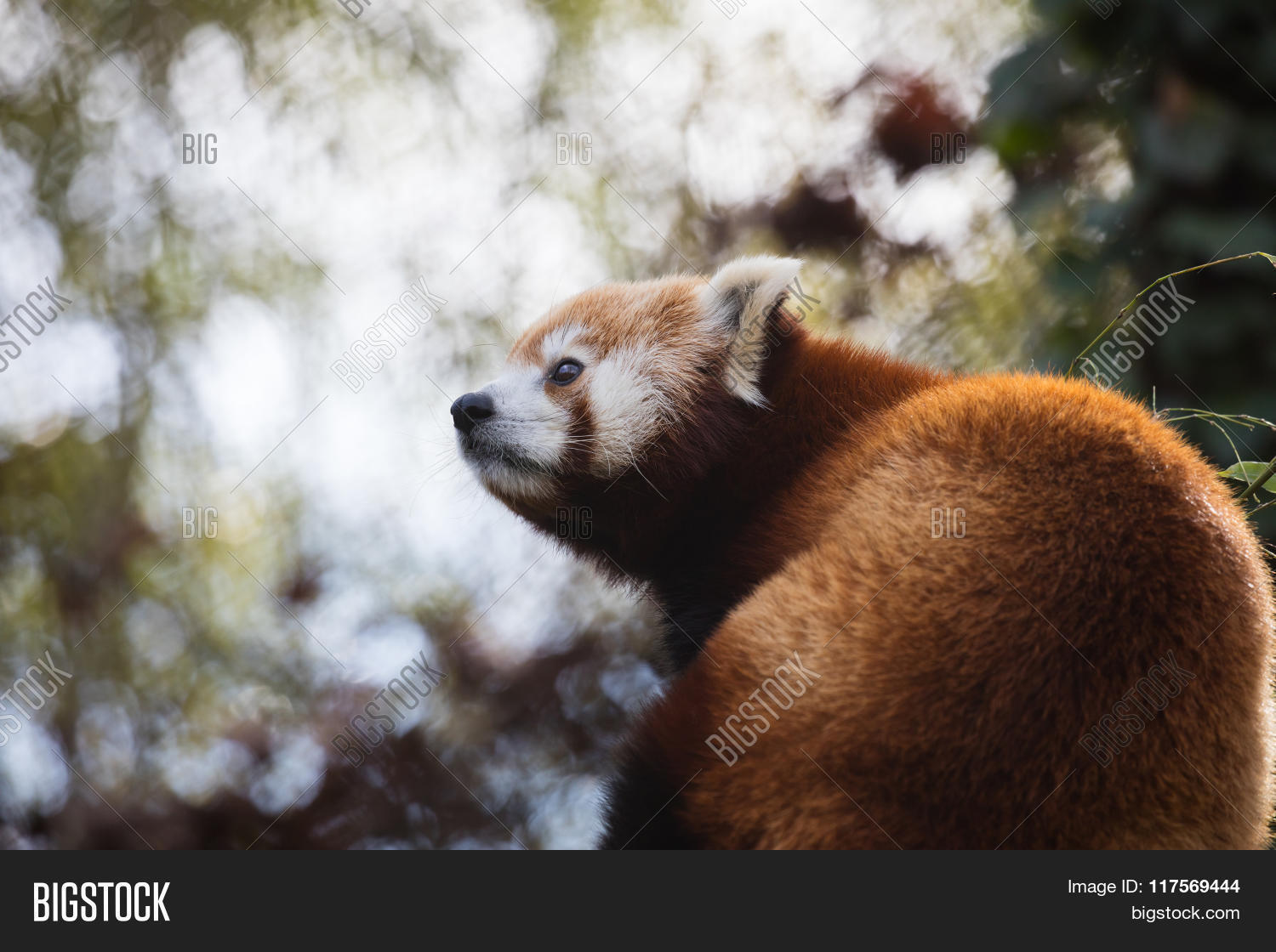 Red Panda Looking Image & Photo (Free Trial) | Bigstock