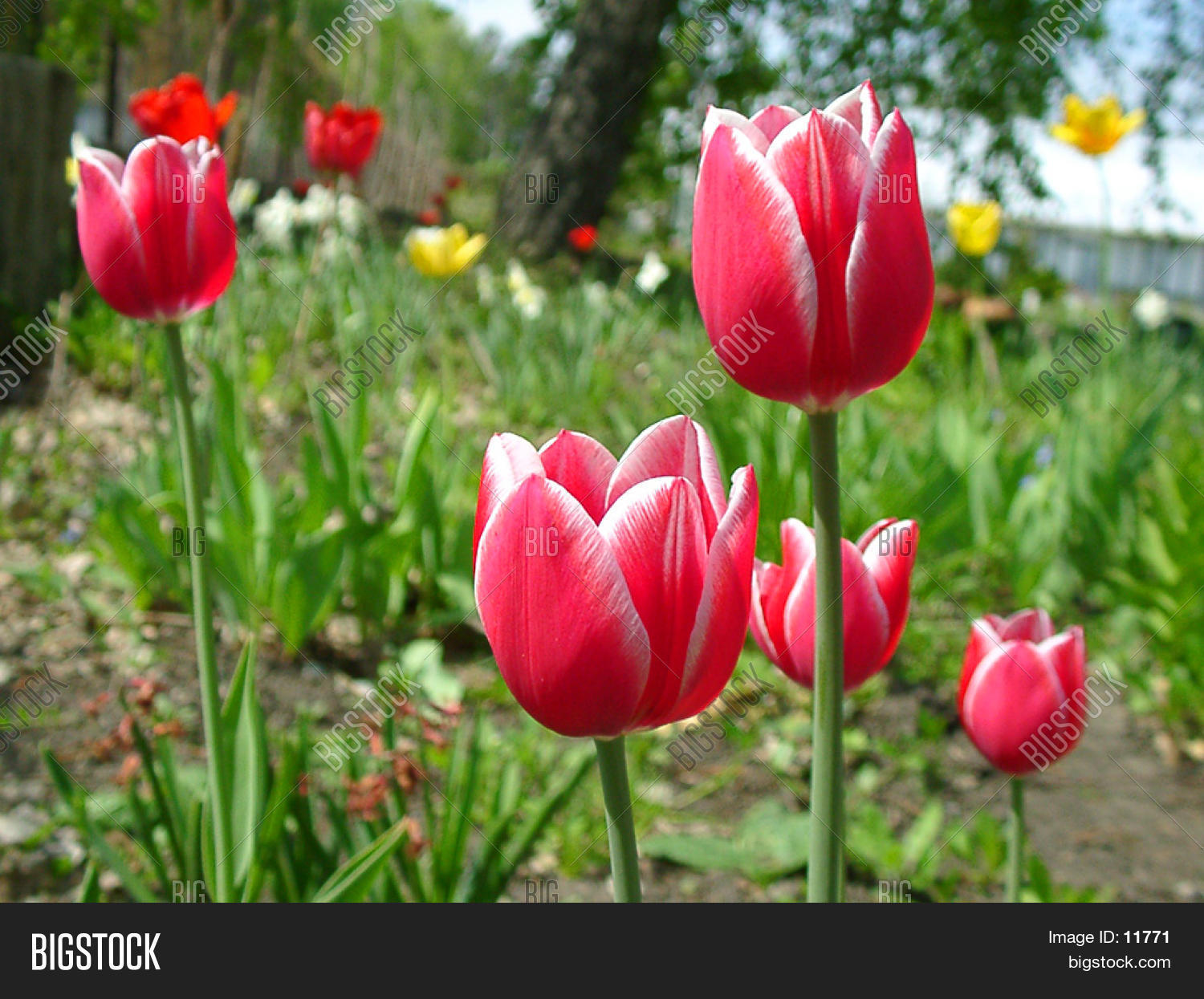 Red Tulips Image & Photo (Free Trial) | Bigstock