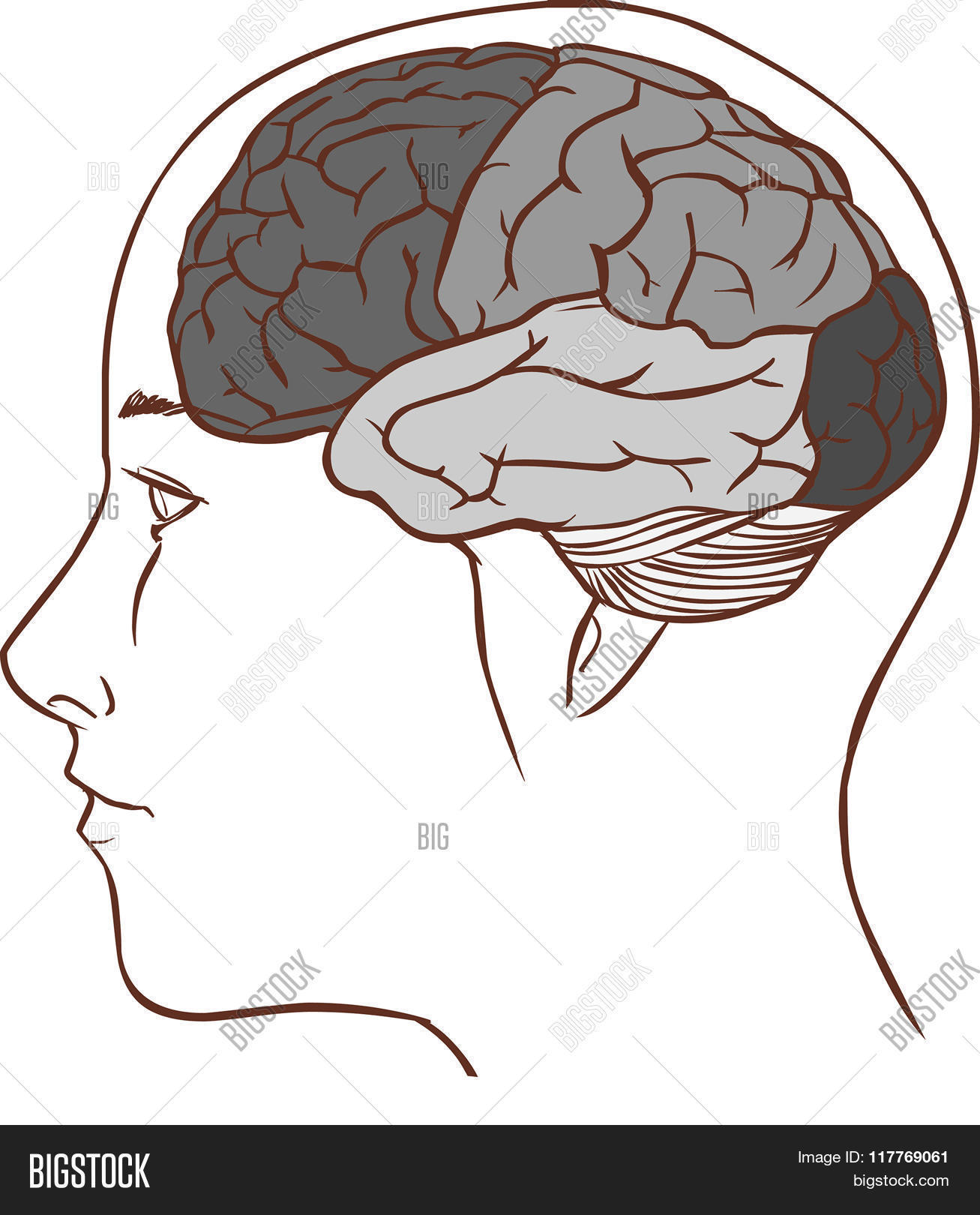 Brain Anatomy Diagram Vector & Photo (Free Trial) | Bigstock