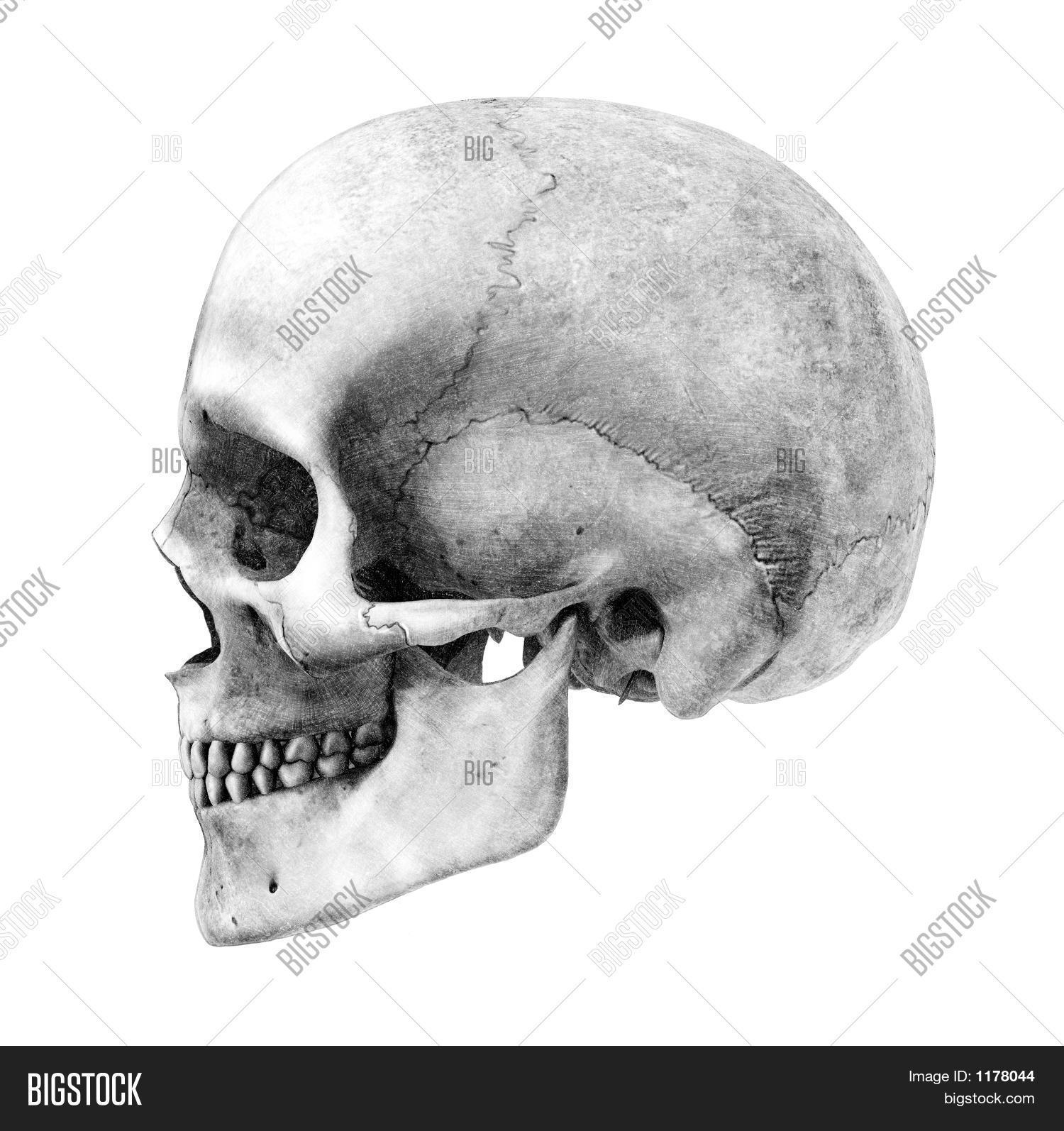 how to draw skull side view