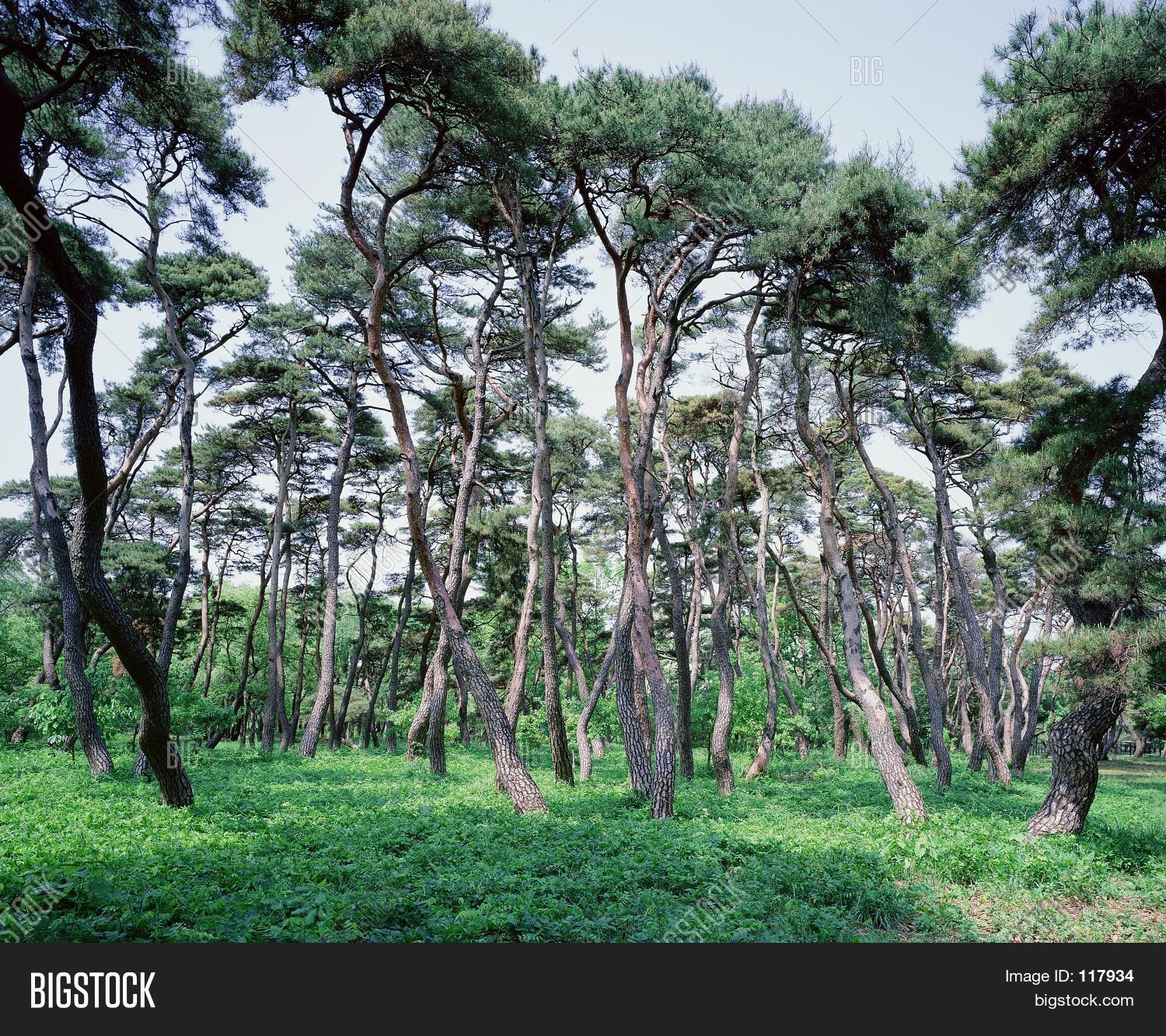 Open Jungle Image & Photo (Free Trial) | Bigstock